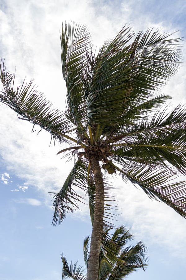 Close Up Shot of the Coconut Palm Tree. Nature Stock Image - Image of ...