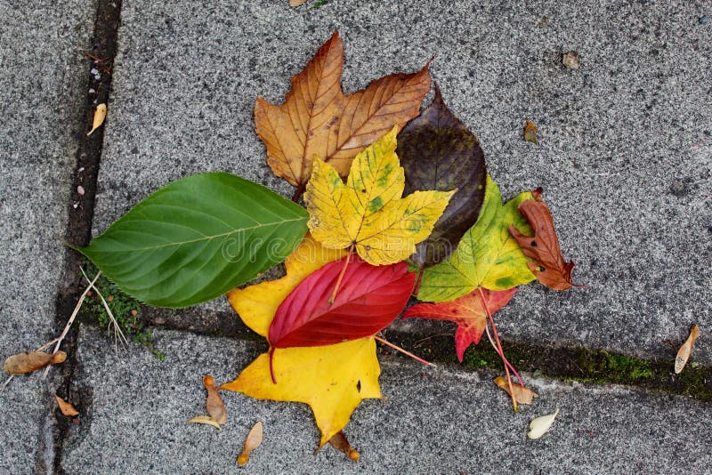 Close-up Shot of a Collection of Different-shaped and Colored Autumn ...