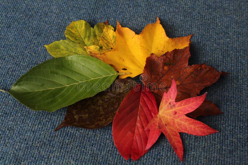 Close-up Shot of a Collection of Different-shaped and Colored Autumn ...