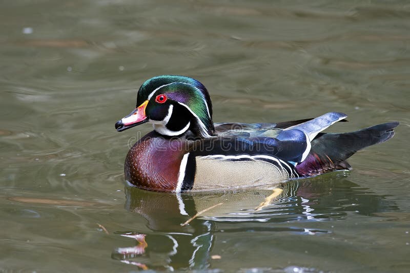 Close-up Shot of a Colorful Diving Duck on the Water. Stock Image ...
