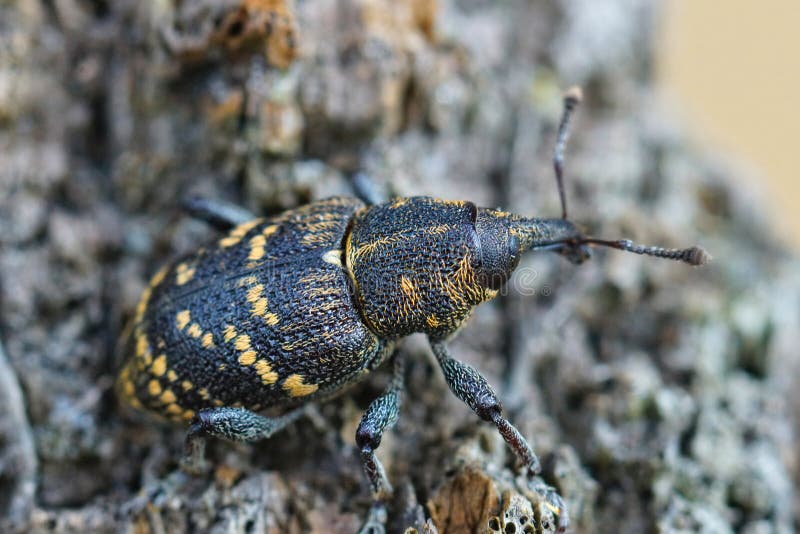 Close-up Shot of a Colorful Large Pine Weevil Stock Photo - Image of ...