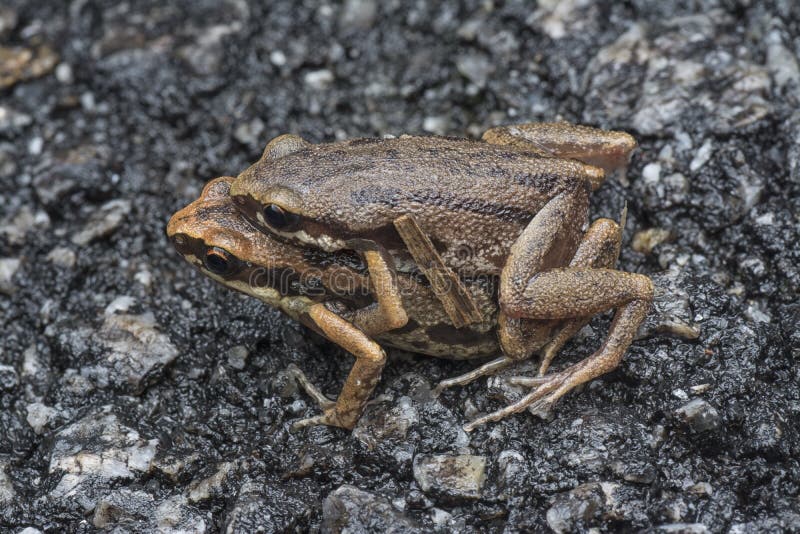 Close Up Shot of Comman Puddle Frogs Mating Stock Photo - Image of frog ...