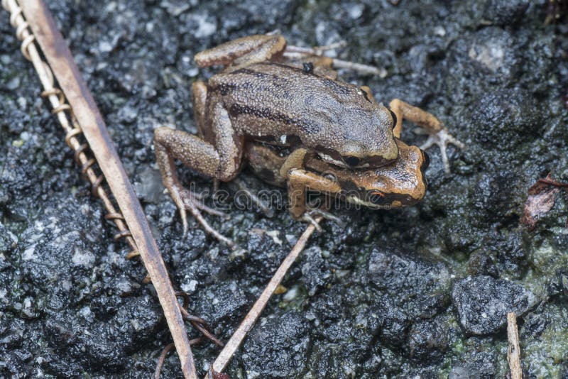 Close Up Shot of Comman Puddle Frogs Mating Stock Image - Image of ...