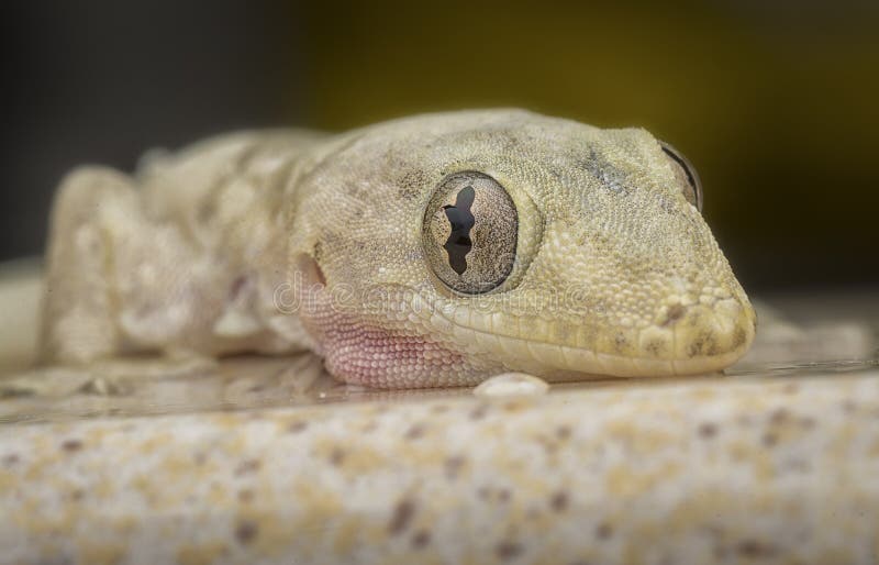 Close Up Shot of the Common House Lizard Stock Image - Image of crawl ...