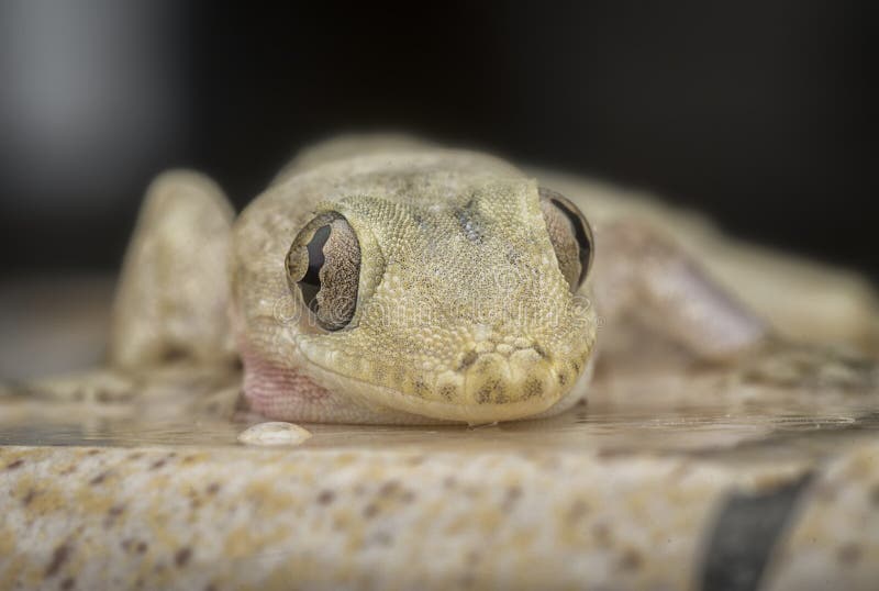 Close Up Shot of the Common House Lizard Stock Photo - Image of color ...