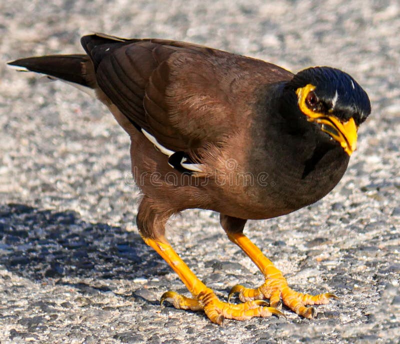 Common myna stock photo. Image of body, bill, myna, animal - 349624232