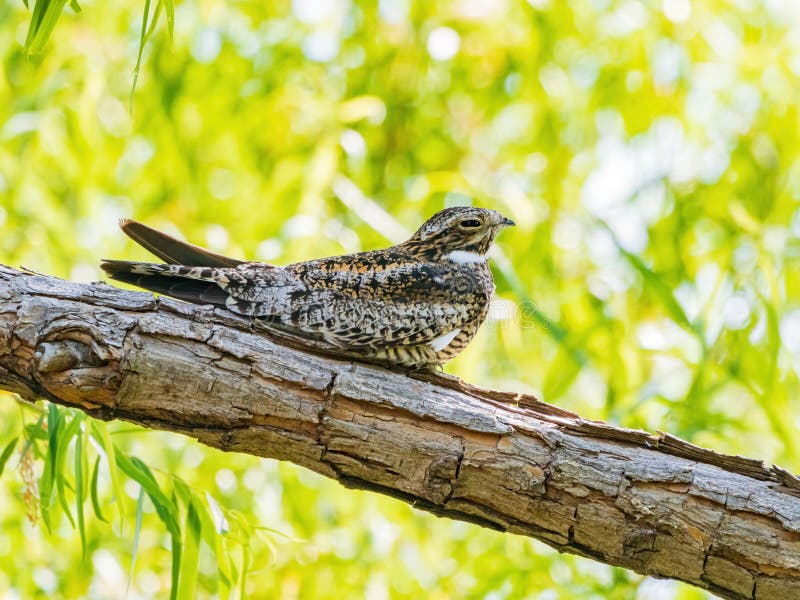 Close Up Shot of Common Nighthawk Resting Stock Image - Image of small ...