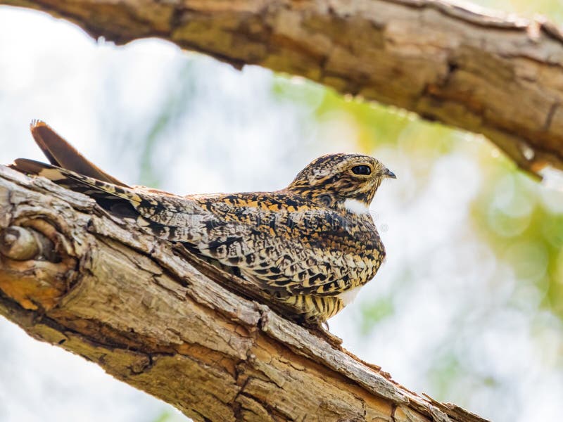 Close Up Shot of Common Nighthawk Resting Stock Photo - Image of common ...