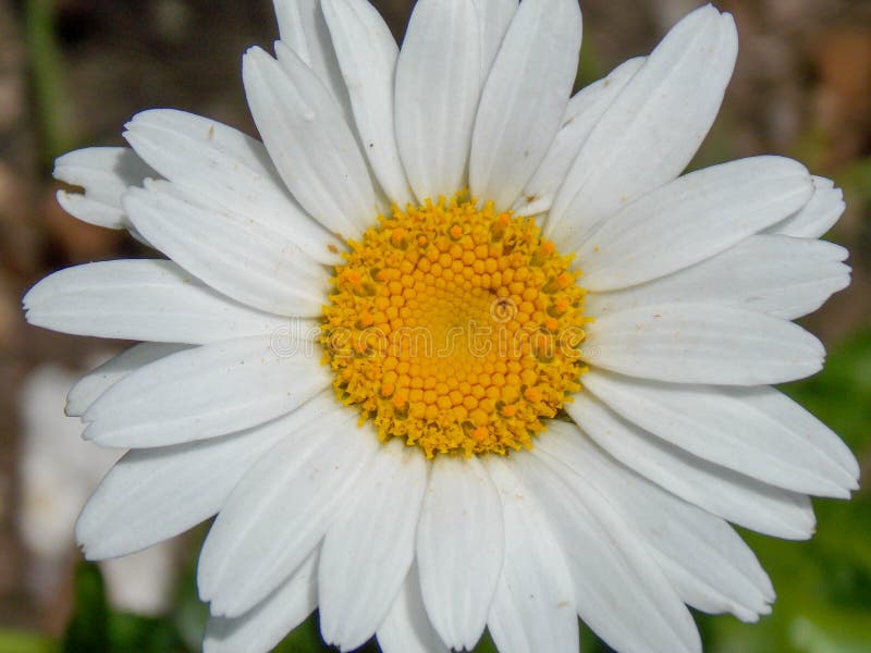A Close Up of a Oxeye Daisy. Stock Photo - Image of white, natural ...