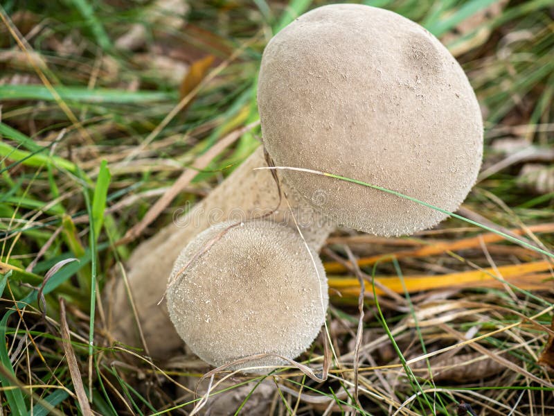Close-up Shot of a Common Puffball in the Forest Stock Image - Image of ...