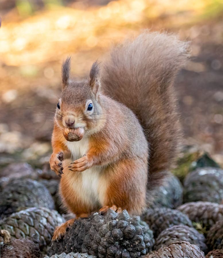 Close-up Shot of a Common Squirrel (Sciurus Vulgaris) Eating a Nut ...
