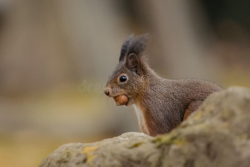 Close-up Shot of a Common Squirrel Veksha (Sciurus Vulgaris) Eating a ...