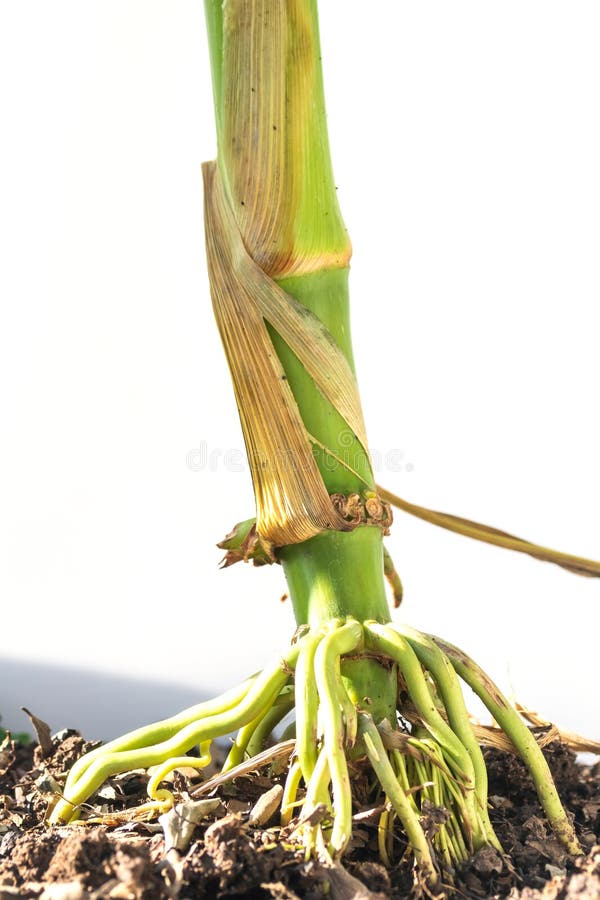 Close Up Roots of Green House Plant in Woman Home Gardener Hands Ready ...