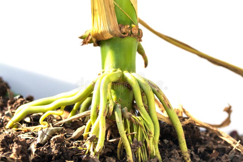 Corn Roots Spread Out, Anchoring the Plants Securely in the Ground ...