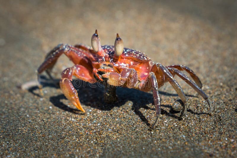Close-up Shot of a Crab Walking on the Sand Stock Photo - Image of ...