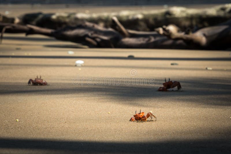 Close-up Shot of Crabs Walking on the Sand Stock Photo - Image of ...