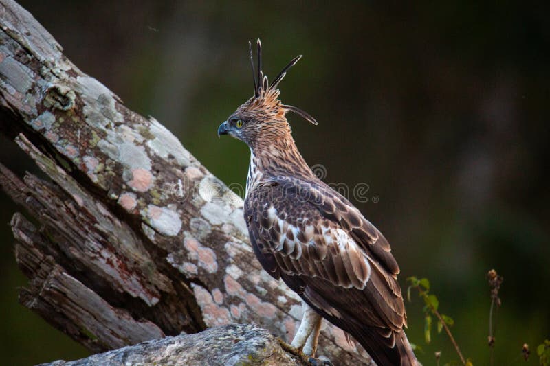 A Close Up Shot of a Crested Hawk Eagle Sitting on a Branch of a Tree Stock Photo - Image of ...