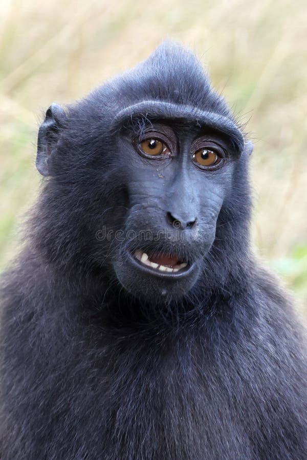 Close Up Shot of a Crested Macaque, Macaca Nigra Stock Image - Image of ...
