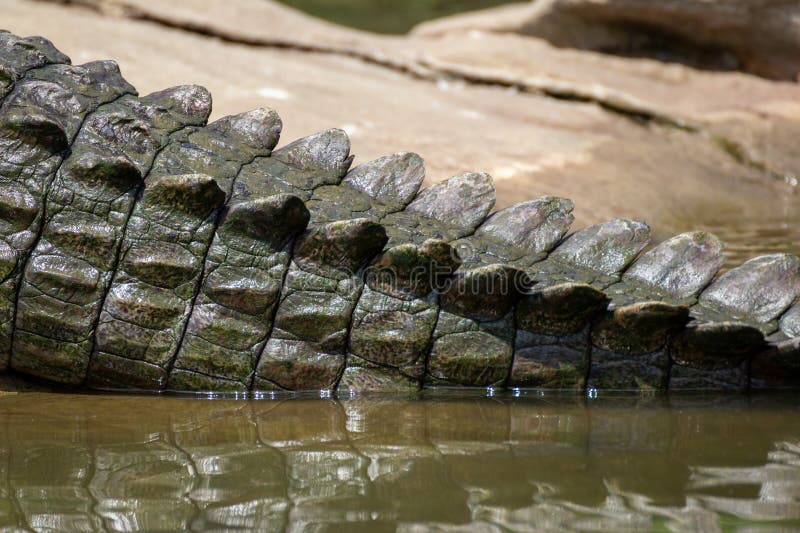 Close Up Shot of a Crocodile S Tail Stock Photo - Image of teeth ...