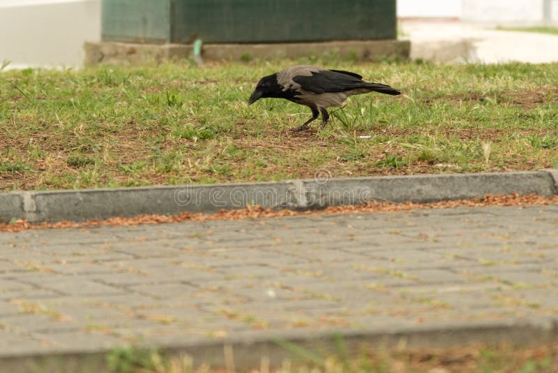 Close Up Shot of a Crow on Grass Stock Photo - Image of nature, plumage ...
