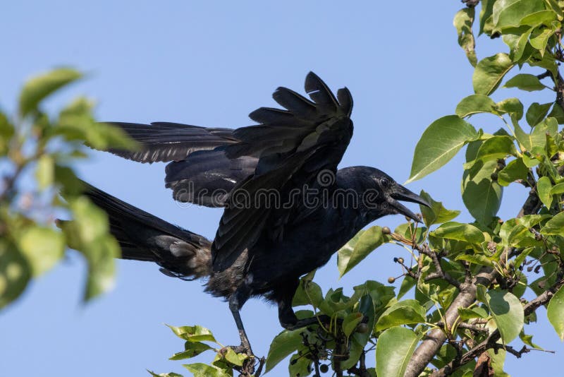 Close-up Shot of a Crow Landing on a Tree Branch Stock Photo - Image of ...