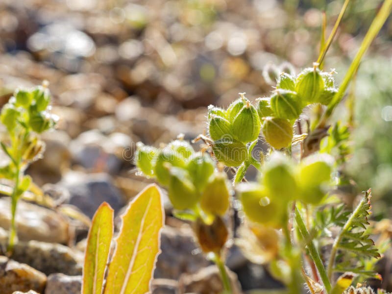 Close Up Shot of Cryptantha Pterocarya Plants Stock Image - Image of ...