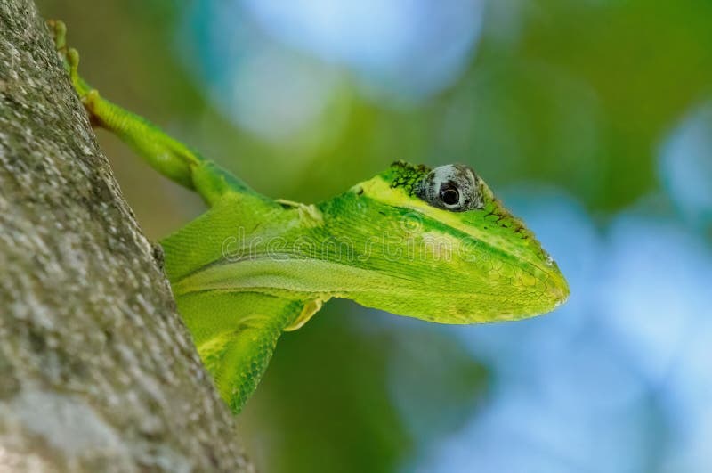 Close-up Shot of a Cuban Knight Anole Lizard with a Blurred Background ...
