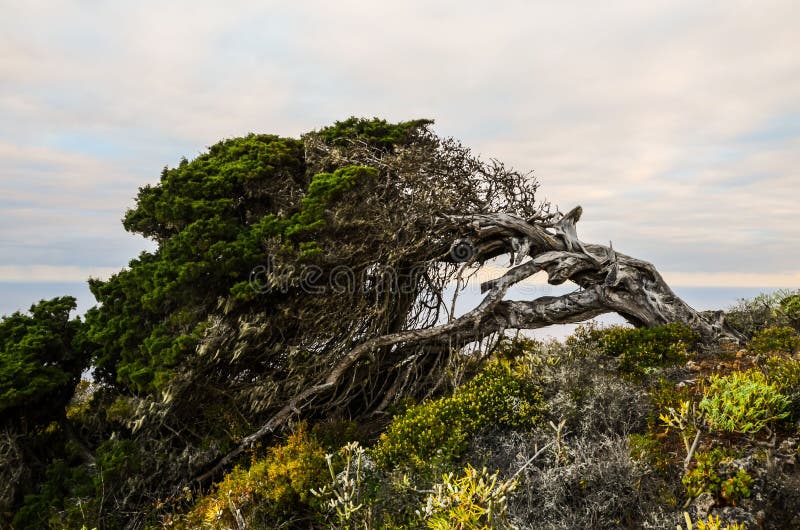 Close-up Shot of a Curved Tree in the Daytime Stock Image - Image of ...