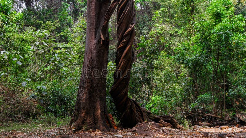 Close-up Shot of a Curved Tree Trunks in a Forest Stock Image - Image ...