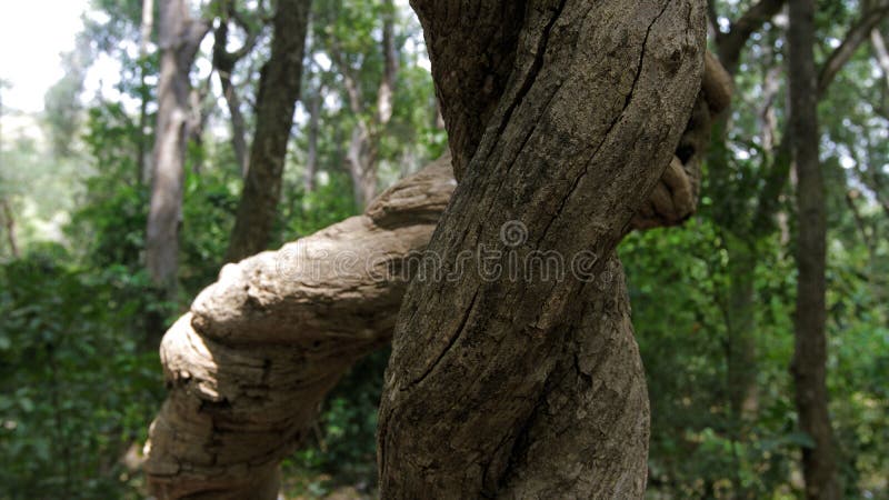 Close-up Shot of a Curved Tree Trunks in a Forest Stock Photo - Image ...