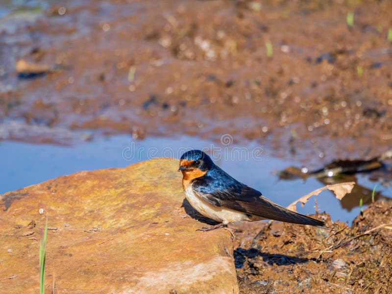 Close Up Shot of Cute Barn Swallow Stock Photo - Image of animal, sunny ...
