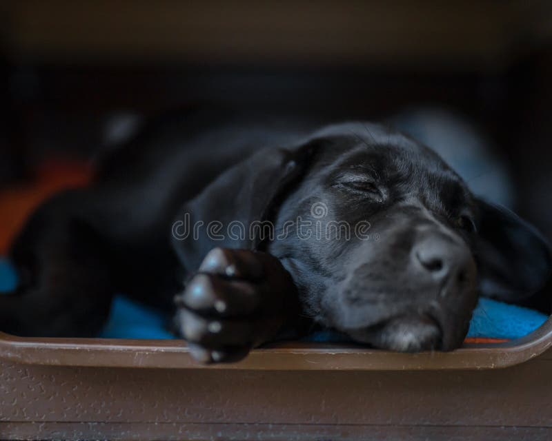 Close Up Shot of a Cute Black Labrador Puppy Stock Photo - Image of ...