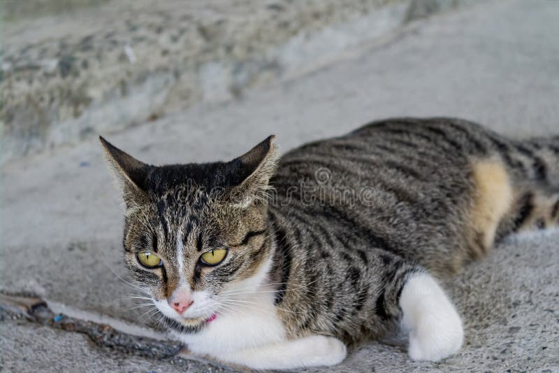Close Up Shot of a Cute Cat Stock Photo - Image of mediumsized, asia ...