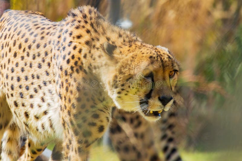 Close Up Shot of Cute Cheetah Stock Photo - Image of cheetah, alone ...
