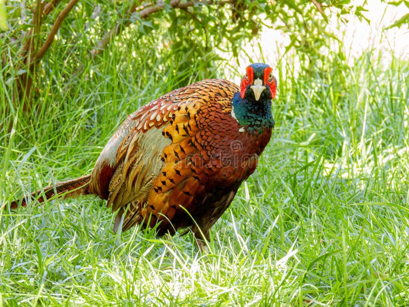 Close Up Shot of Cute Common Pheasant Stock Photo - Image of pheasant ...