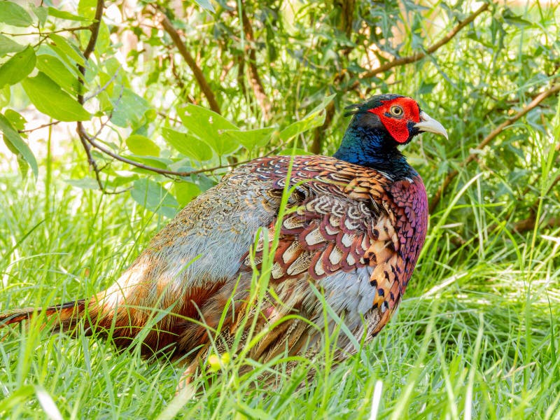 Close Up Shot of Cute Common Pheasant Stock Image - Image of nature ...