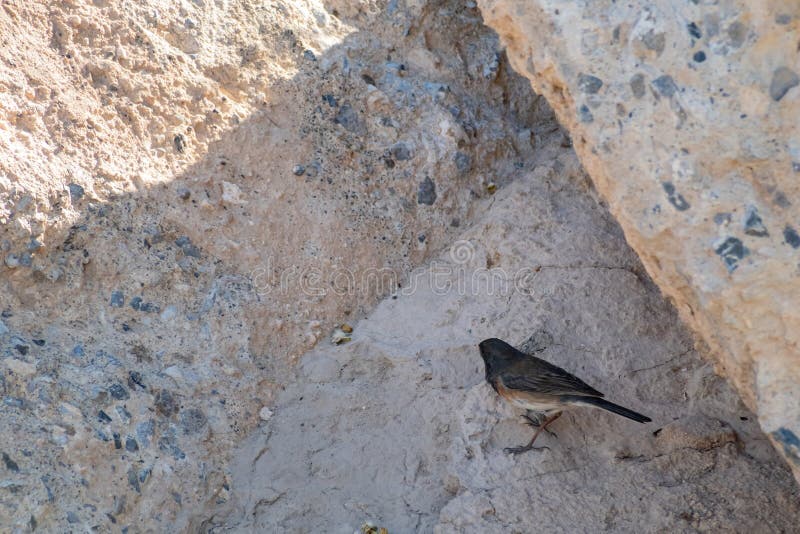 Close Up Shot of a Cute Dark-eyed Junco on Ground Stock Photo - Image ...