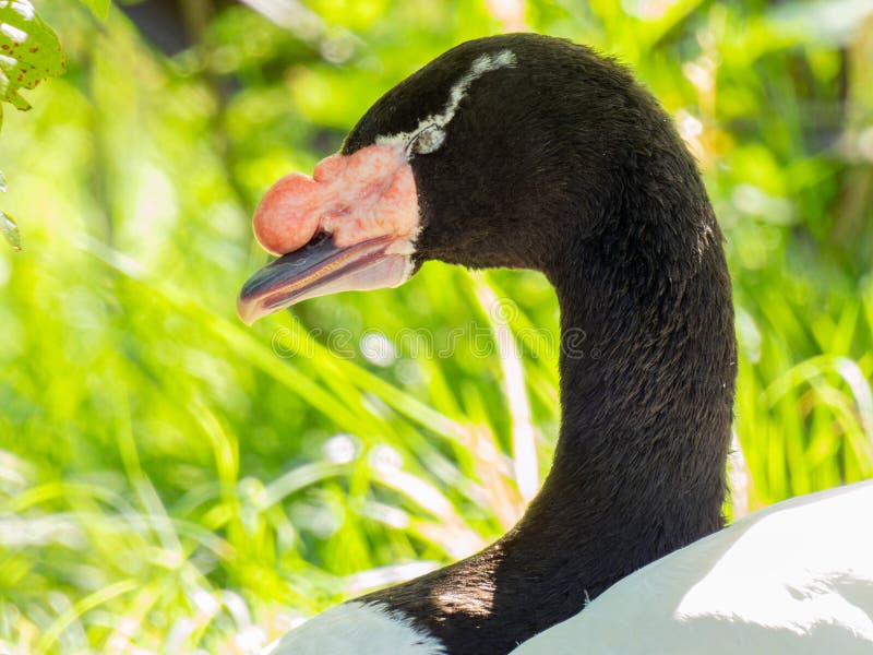 Close Up Shot of Cute Goose Stock Image - Image of single, feather ...