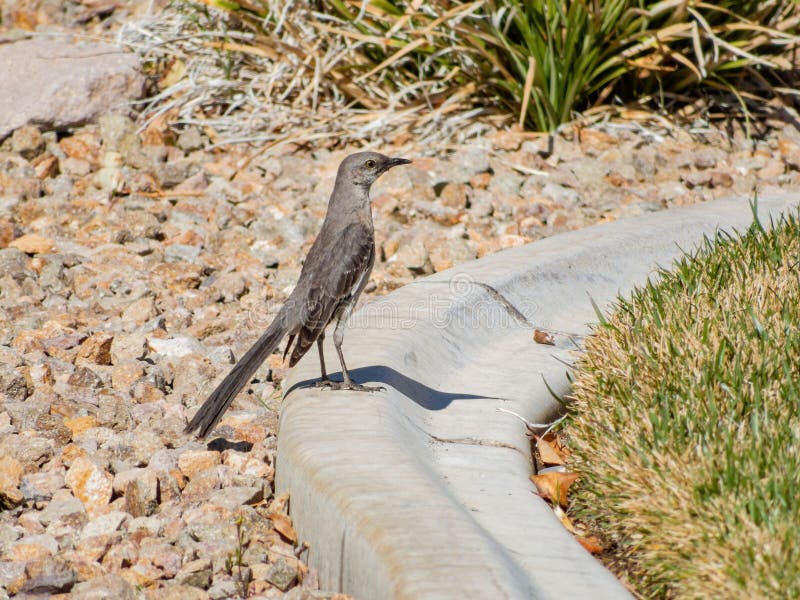 Close Up Shot of Cute Northern Mockingbird Stock Image - Image of ...
