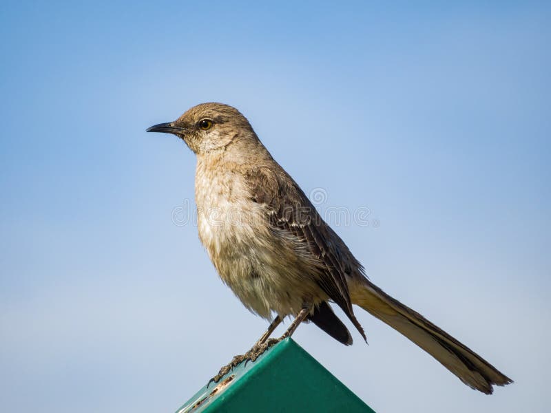 Close Up Shot of Cute Northern Mockingbird Stock Image - Image of ...