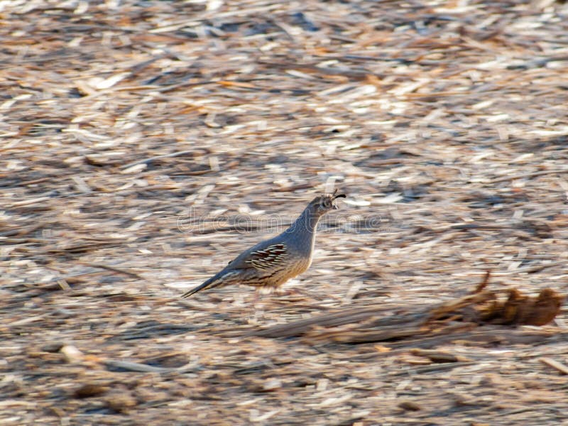 Close Up Shot of Cute Quail Bird Running Stock Photo - Image of daytime ...
