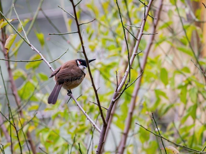 Close Up Shot of the Cute Red-whiskered Bulbul Stock Photo - Image of ...