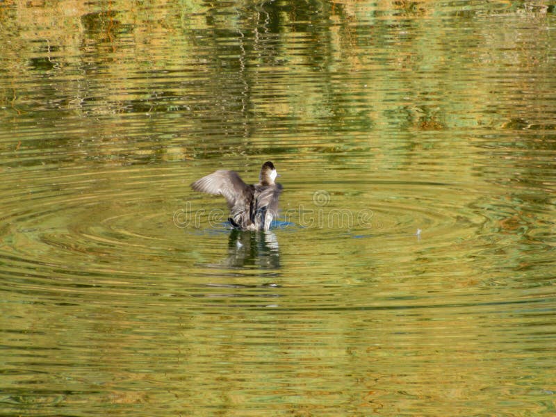 Close Up Shot of Cute Rubber Duck Stock Image - Image of birds, rubber ...