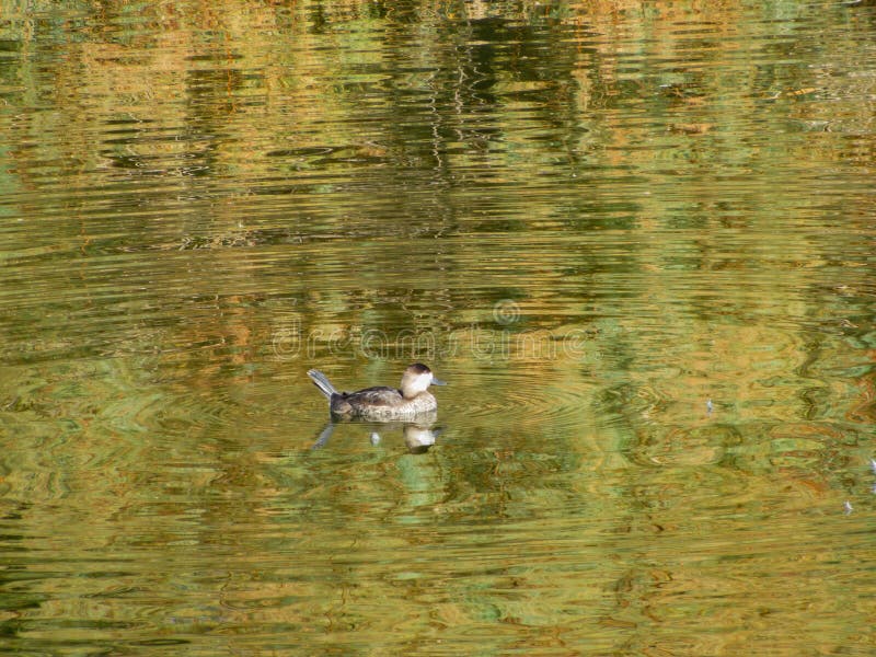Close Up Shot of Cute Rubber Duck Stock Photo - Image of vegas ...
