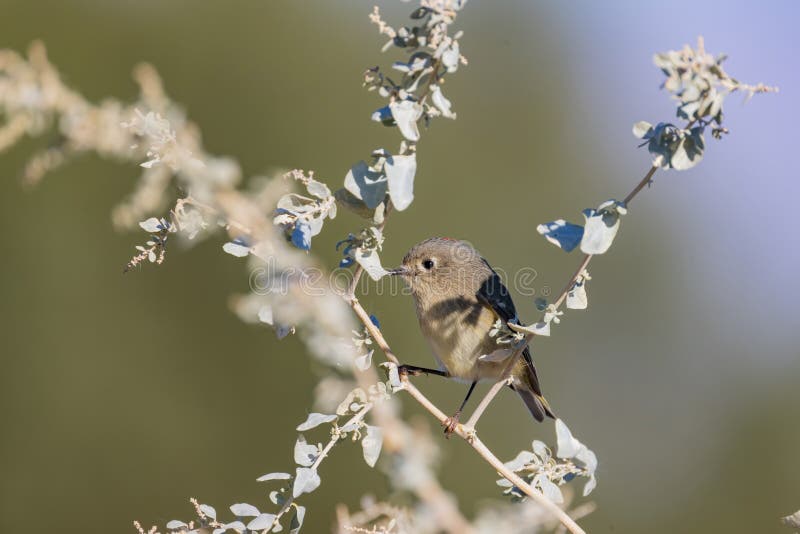 Close Up Shot of Cute Ruby-crowned Kinglet Bird Stock Image - Image of ...