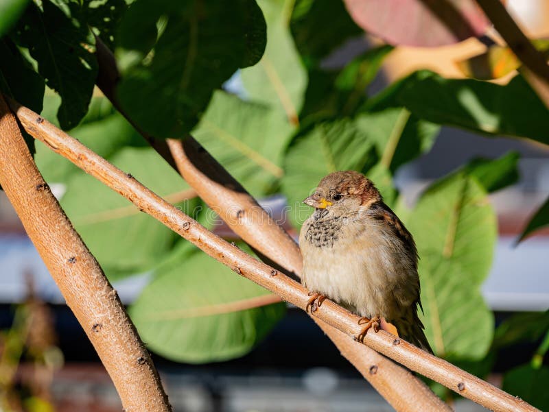 Close Up Shot of Cute Sparrow Stock Photo - Image of tree, wildlife ...