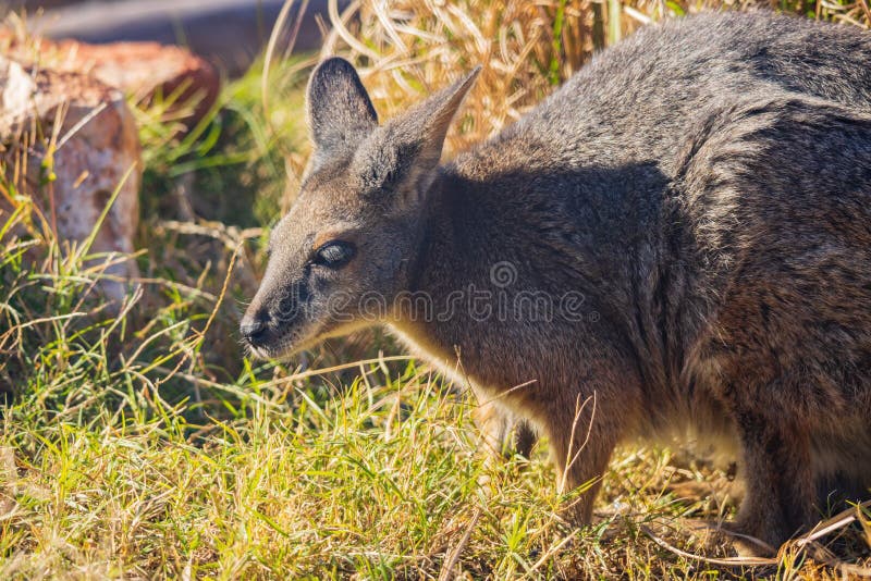 Close Up Shot of Cute Wallaby Stock Photo - Image of wallaby, sunny ...