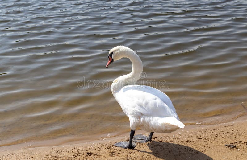 Close Up Shot of the Cygnets, Ducks, Swans by the Pond. Feathered Stock ...