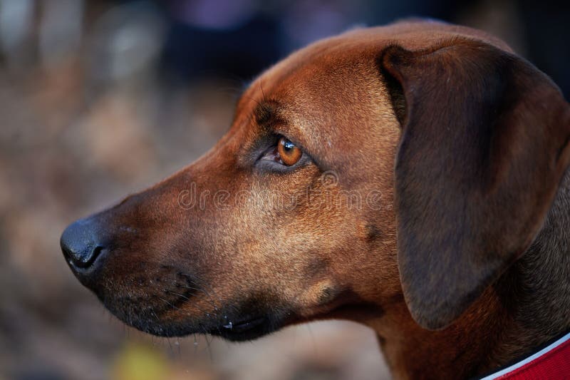 Close-up Shot of a Dachshund S Side Profile Stock Photo - Image of view ...