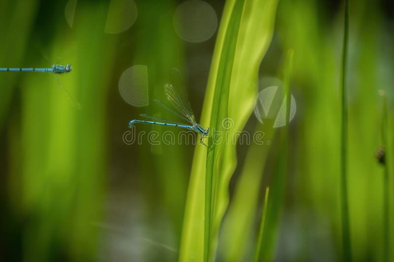 Close-up Shot of Damselfly Flying Around the Plants Stock Image - Image ...